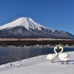 Hakone&Mt. Fuji Day Trip: Ropeway, Owakudani, Oshino Hakkai - The Value of This Tour