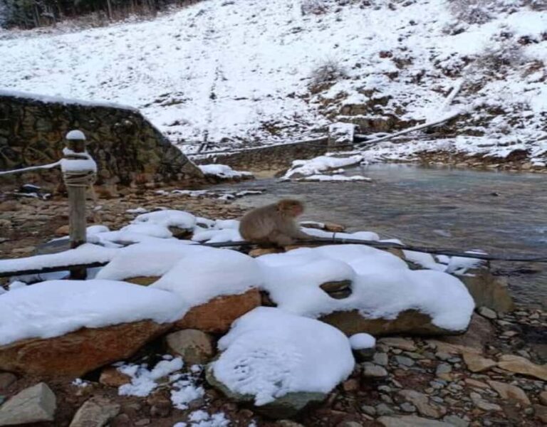 Hakuba: Snow Monkeys and Alpine Escape Private Tour - What Makes This Tour Stand Out?