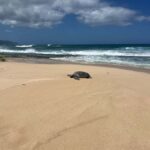 Haleiwa: North Shore Guided Electric Bike Tour - Who Should Consider This Tour?