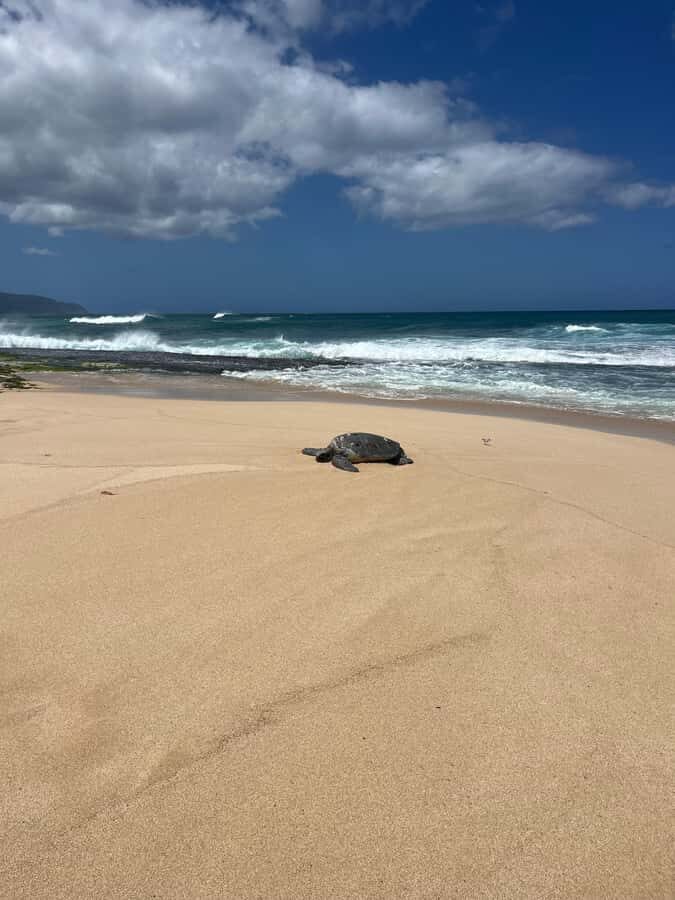 Haleiwa: North Shore Guided Electric Bike Tour - Who Should Consider This Tour?