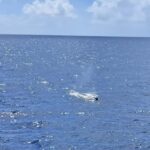 Haleiwa: Oahu North Shore Whale Watching Boat Tour - The Itinerary and What to Expect