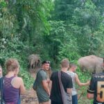 Half Day Afternoon Elephant Observation Tour in Chiang Mai - Analyzing the Experience