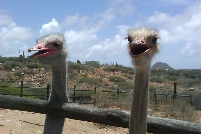 Half-Day Aruba Animal Sanctuary Guided Tour - A Detailed Look at the Tour Experience