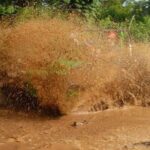 Half-Day ATV or Buggy 4X4 from Bayahibe - La Romana - Who Should Consider This Tour?