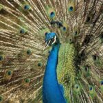 Half-Day Barbados Caves and Critters Tour with Pick Up - Barbados Wildlife Reserve: Up-Close with Island Critters