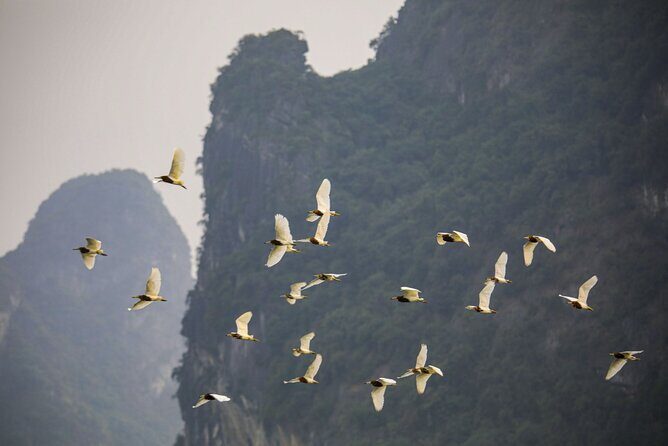 Half-Day Cat Ba National Park Trek & Hidden Cave with Pro Guide - Wildlife and Flora