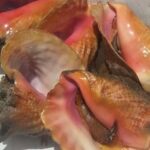 Half day Deep sea/light tackle fishing charters - Overview of the Deep-Sea Light Tackle Fishing Experience