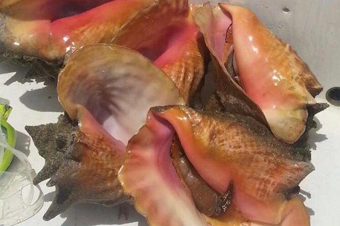 Half day Deep sea/light tackle fishing charters - Overview of the Deep-Sea Light Tackle Fishing Experience