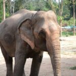 Half day Ethnic Elephant Sanctuary and Bee Farm - Practical Details and Value