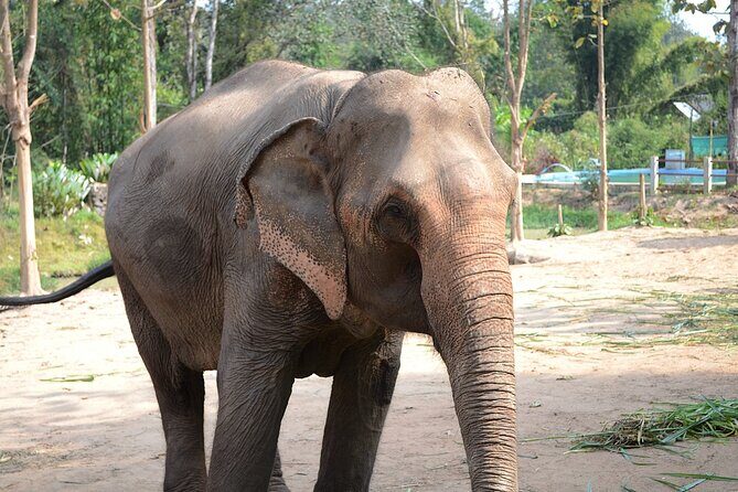 Half day Ethnic Elephant Sanctuary and Bee Farm - Practical Details and Value