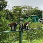 Half Day Grenada Seven Sisters, Grand Etang Nature Center Hiking Tour - The Sum Up