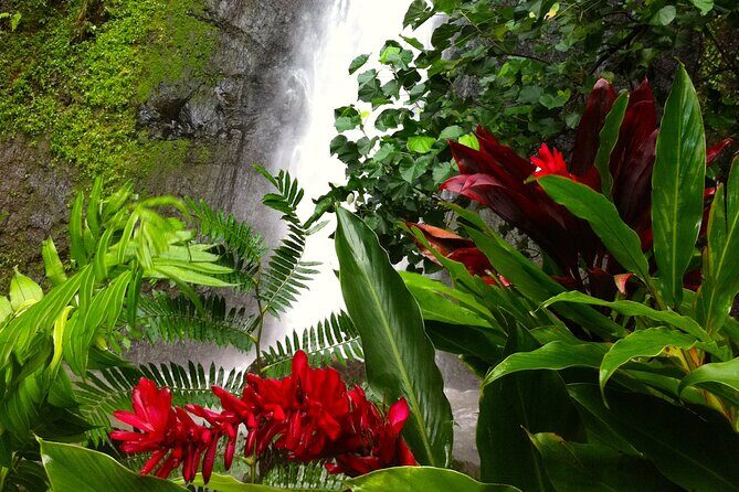 Half-Day Guided Hike to Afareaitu Waterfall - An In-Depth Look at the Afareaitu Waterfall Hike
