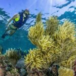 Half Day Guided Snorkeling Adventure in Puerto Morelos - What’s Included and What’s Not