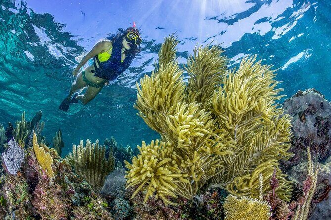 Half Day Guided Snorkeling Adventure in Puerto Morelos - What’s Included and What’s Not