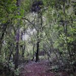 Half Day Guided Trek - Why You Should Consider This Trek