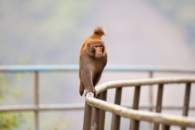 Half-day Hiking Tour in The Green to Lion Rock in Hong Kong - Climbing Lion Rock: Scenic Trail and Optional Summit