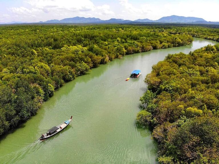 Half Day Mangrove Forest Boat Tour with Lunch or Dinner - The Pros and Cons: What to Expect