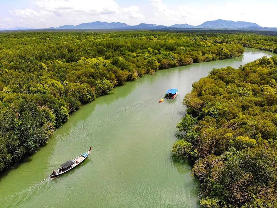 Half Day Mangrove Forest Boat Tour with Lunch or Dinner - The Pros and Cons: What to Expect