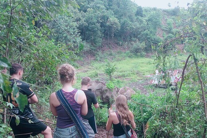 Half Day Morning Elephant Observation Tour in Chiang Mai - A Detailed Look at the Experience