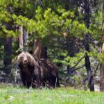 Half Day Private Sunrise Wildlife Safari - Final Thoughts: Is It Worth It?