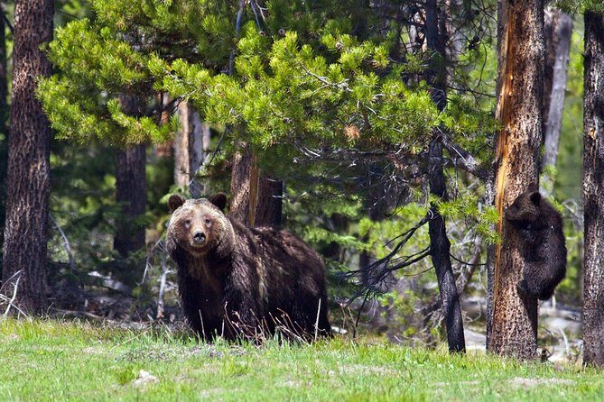 Half Day Private Sunrise Wildlife Safari - Final Thoughts: Is It Worth It?