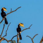 Half Day Safari at Bundala National Park - Who Will Love This Tour?