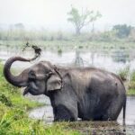 Half Day Sharing Jeep Safari in Chitwan National Park - Final Thoughts on Who It’s Best For
