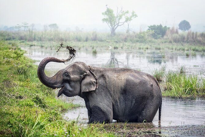 Half Day Sharing Jeep Safari in Chitwan National Park - Final Thoughts on Who It’s Best For