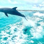 Half Day Snorkel from Providenciales with Visit to Half Moon Bay - FAQ