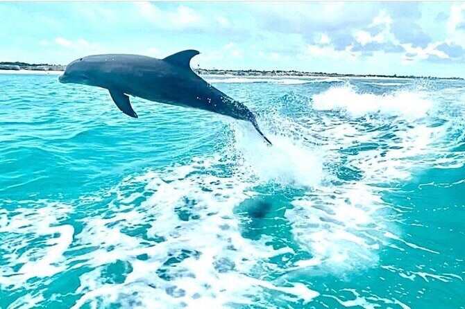 Half Day Snorkel from Providenciales with Visit to Half Moon Bay - FAQ