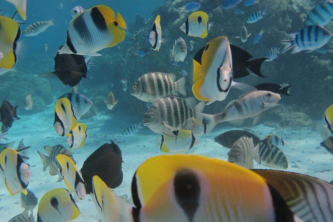 Half day Snorkeling Shared Boat Tour in Bora Bora - An In-Depth Look at the Bora Bora Snorkeling Tour
