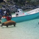 HALF DAY Swiming Pigs and Sharks Tour (Nassau to Exuma by Plane) - What’s Included and What’s Not