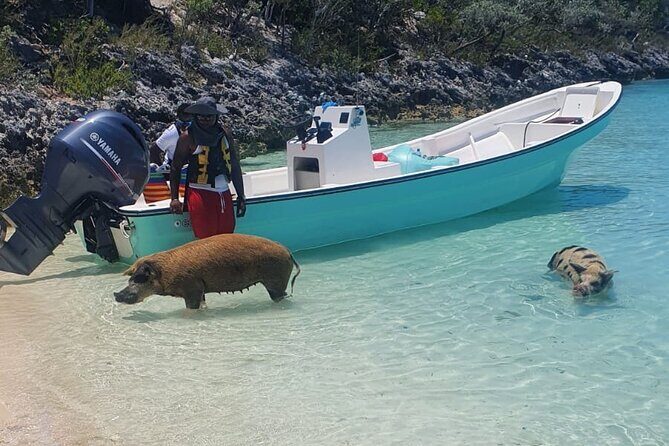 HALF DAY Swiming Pigs and Sharks Tour (Nassau to Exuma by Plane) - What’s Included and What’s Not