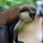 Half day tour: Grenada Seven Sisters Hike and Grand Etang Lake - Authentic Experiences and Real Travelers’ Feedback