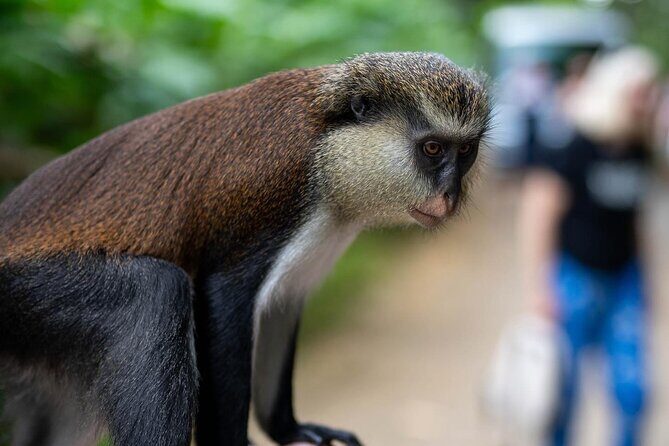 Half day tour: Grenada Seven Sisters Hike and Grand Etang Lake - Authentic Experiences and Real Travelers’ Feedback