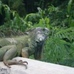 Half Day Tour in Rainforest Zipline Park with Transportation - What Do Travelers Say? Authentic Perspectives