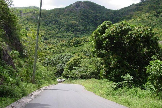 Half-Day Tour: Island Safari Adventure from St. John's - Insights from Travelers: Genuine Feedback