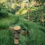 Half-Day Ubud Tour: Pakudui Terraces, Waterfall+Water Temple - Discovering Ulu Petanu Waterfall