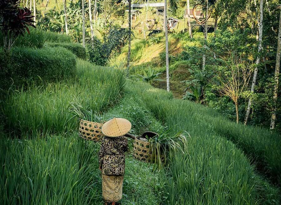 Half-Day Ubud Tour: Pakudui Terraces, Waterfall+Water Temple - Discovering Ulu Petanu Waterfall