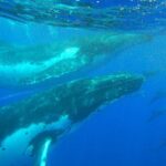 Half day whale tour 4h00 - What to Expect from the Experience