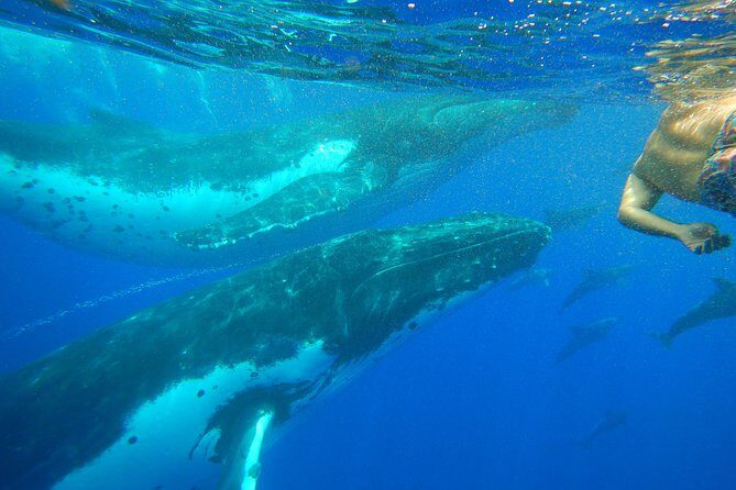 Half day whale tour 4h00 - What to Expect from the Experience