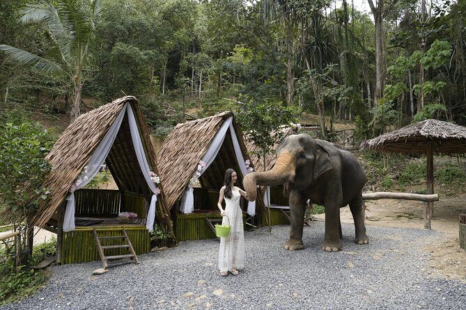 Half day with Elephants at Patong Elephant Hug No ride No trick - Authentic reviews and insights