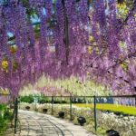 Hamamatsu Flower Park & Lake Hamana Private Tour with Public Bus - Transportation and Practicalities