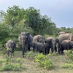 Hambantota: All Inclusive Yala National Park Block 1 Safari - Who Should Consider This Tour?