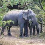 Hambantota Port Cruise: Yala Safari (Shore Excursion) - Why This Safari Offers Real Value