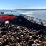 Hands-On Oyster Farm Experience in Plymouth - Shucking and Tasting: Fresh from the Bay