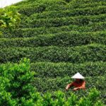 Hangzhou Tea Tour: Villages, Lakes & Whisked Tea Experience - Discovering Longwu: The Heart of Longjing Tea