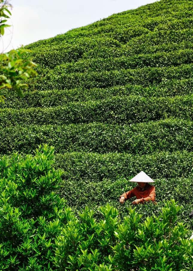 Hangzhou Tea Tour: Villages, Lakes & Whisked Tea Experience - Discovering Longwu: The Heart of Longjing Tea
