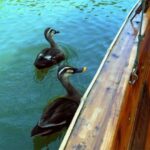 Hangzhou: West Lake Yuloh Boat with Local Guide - Why This Tour Offers Great Value
