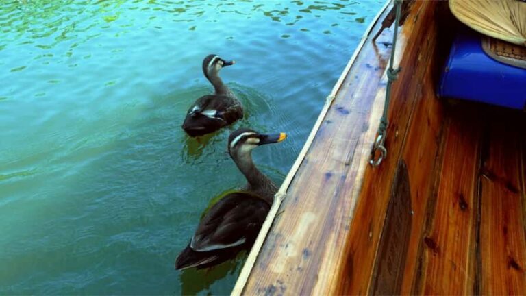 Hangzhou: West Lake Yuloh Boat with Local Guide - Why This Tour Offers Great Value